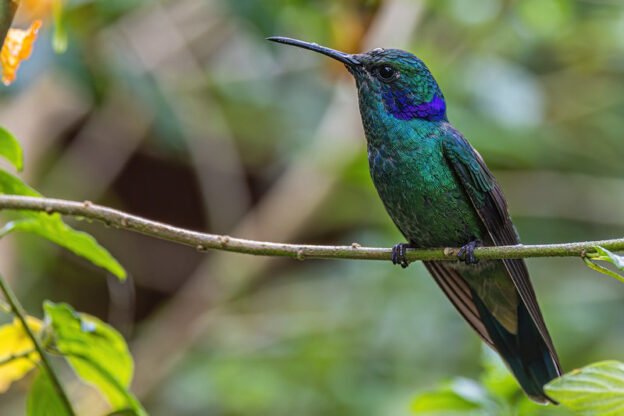 colibri pico espada-credito Larry Hubble - CONDESAN